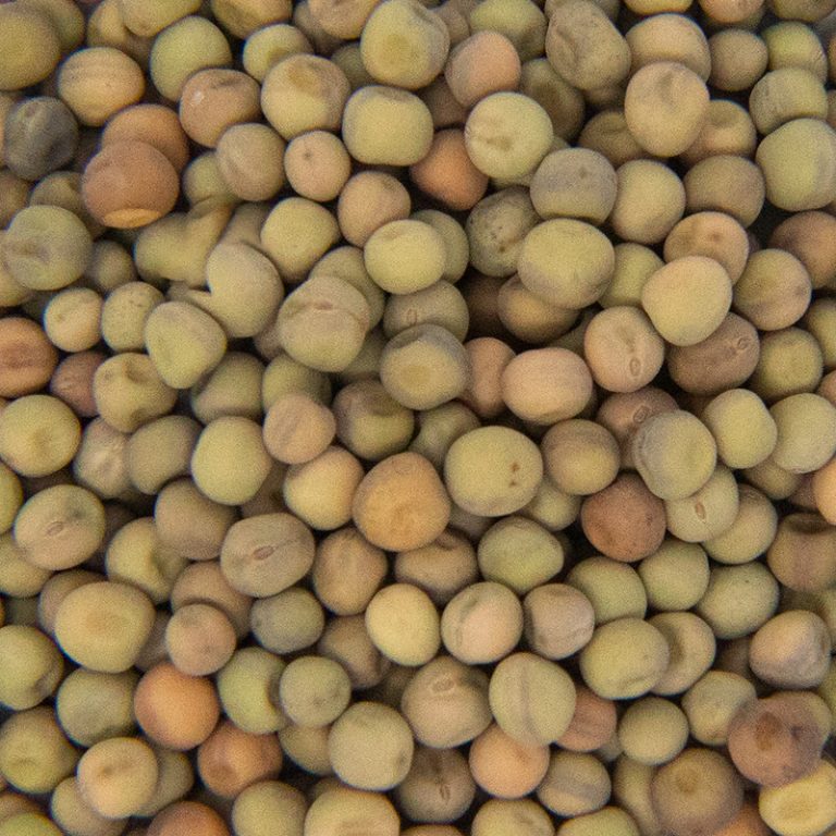 dunn-peas-sprout-seed – Caudill Sprouting – Wholesale Sprout Supplies